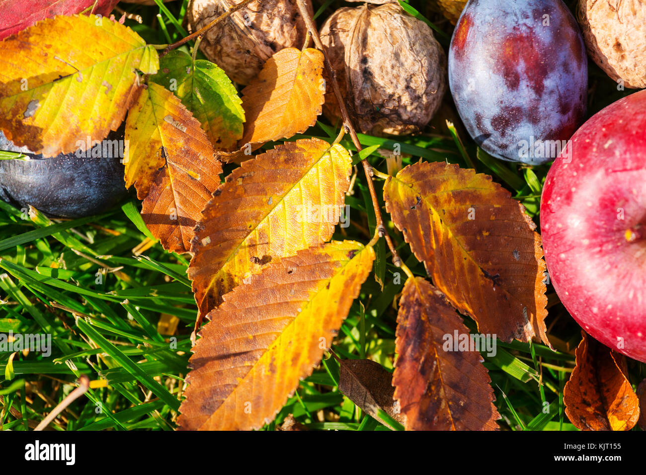 Fall season scene with crop of fruits and walnuts in the garden. Beauty ...