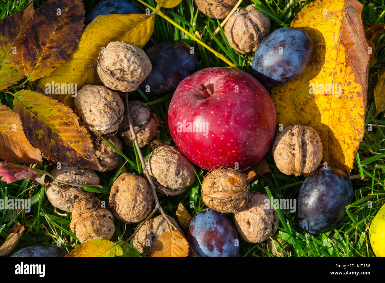 Fall season scene with crop of fruits and walnuts in the garden. Beauty ...
