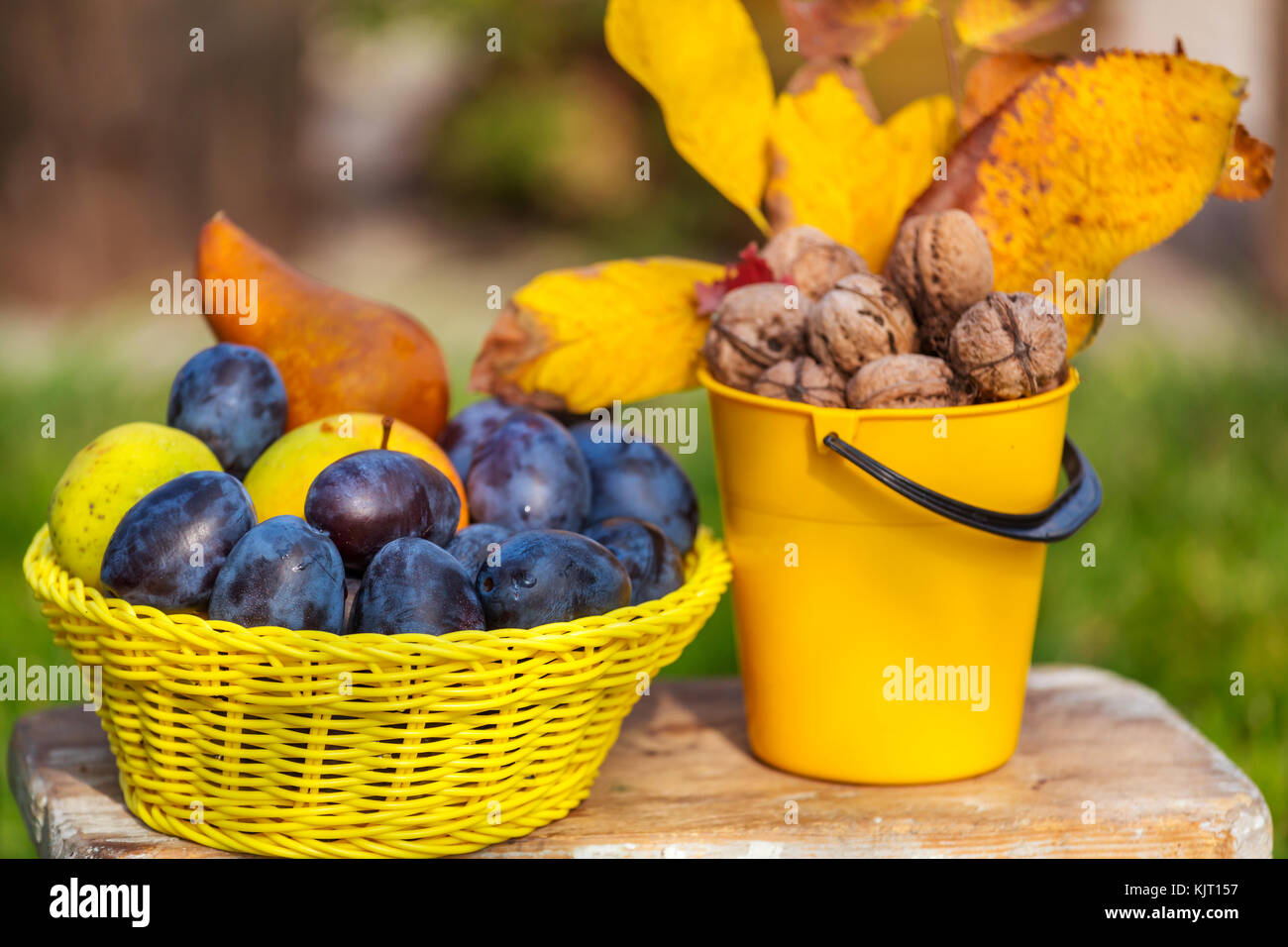 Fall season scene with crop of fruits and walnuts in the garden. Beauty ...