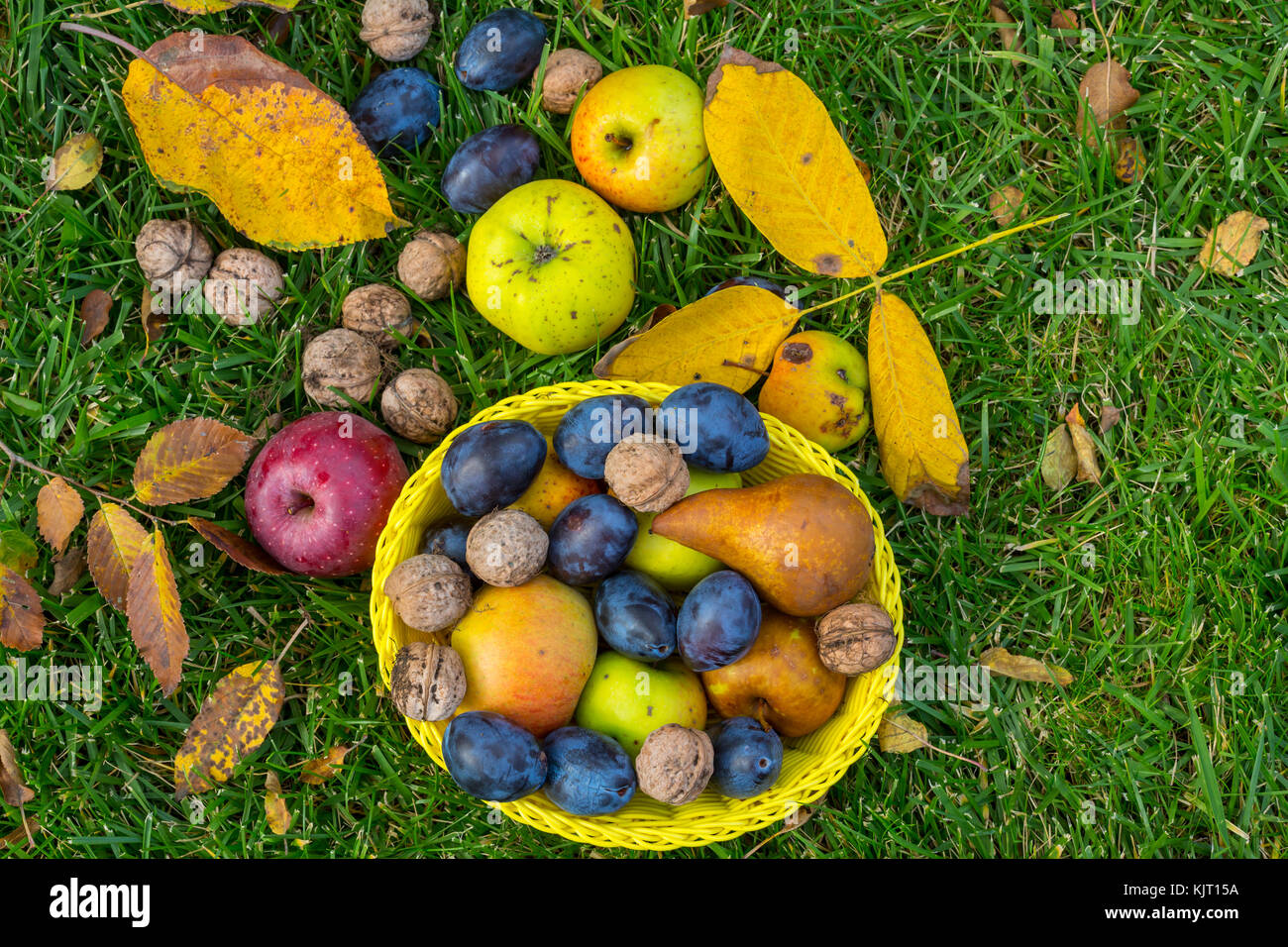Fall season scene with crop of fruits and walnuts in the garden. Beauty ...