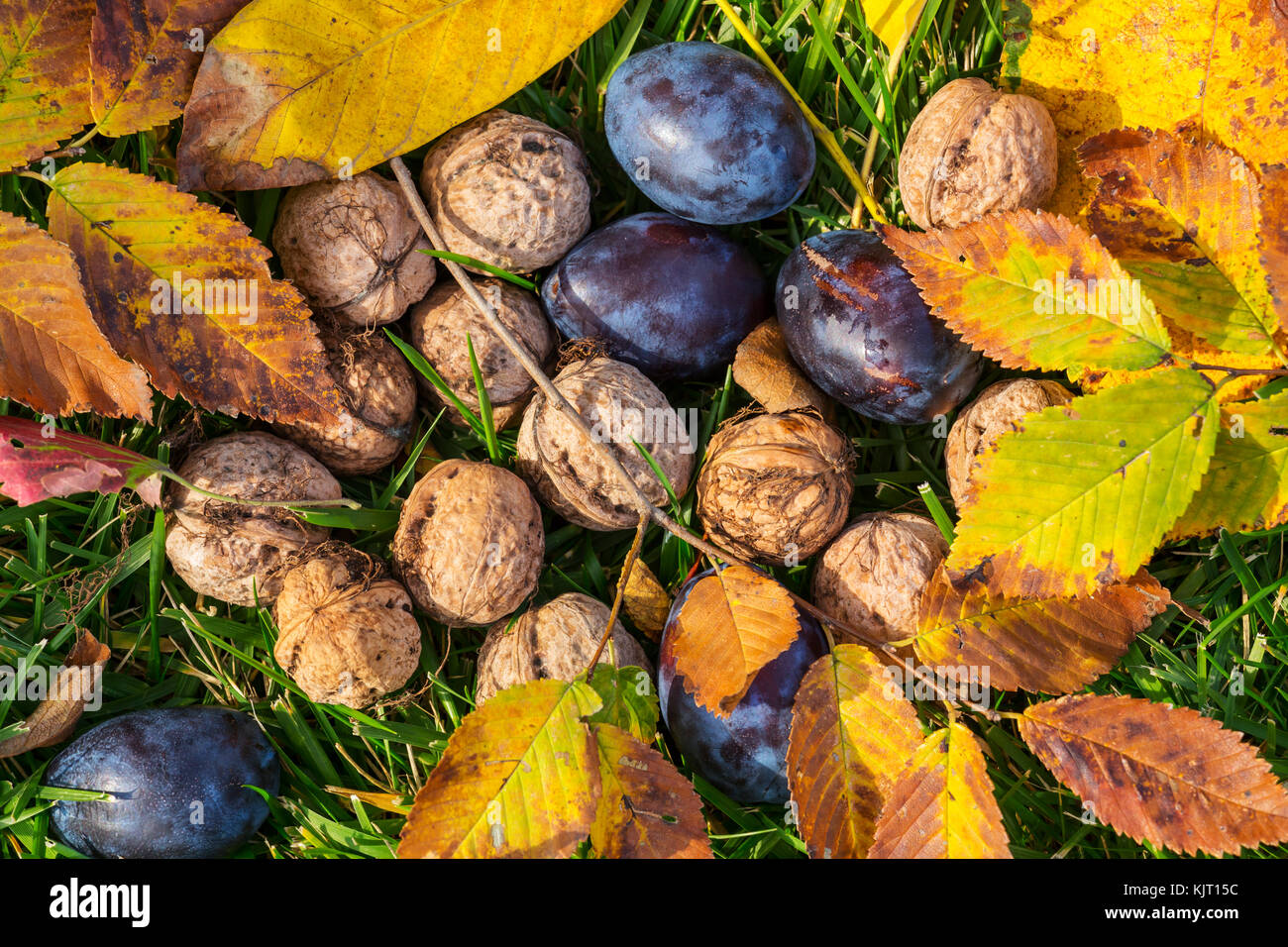 Fall season scene with crop of fruits and walnuts in the garden. Beauty ...