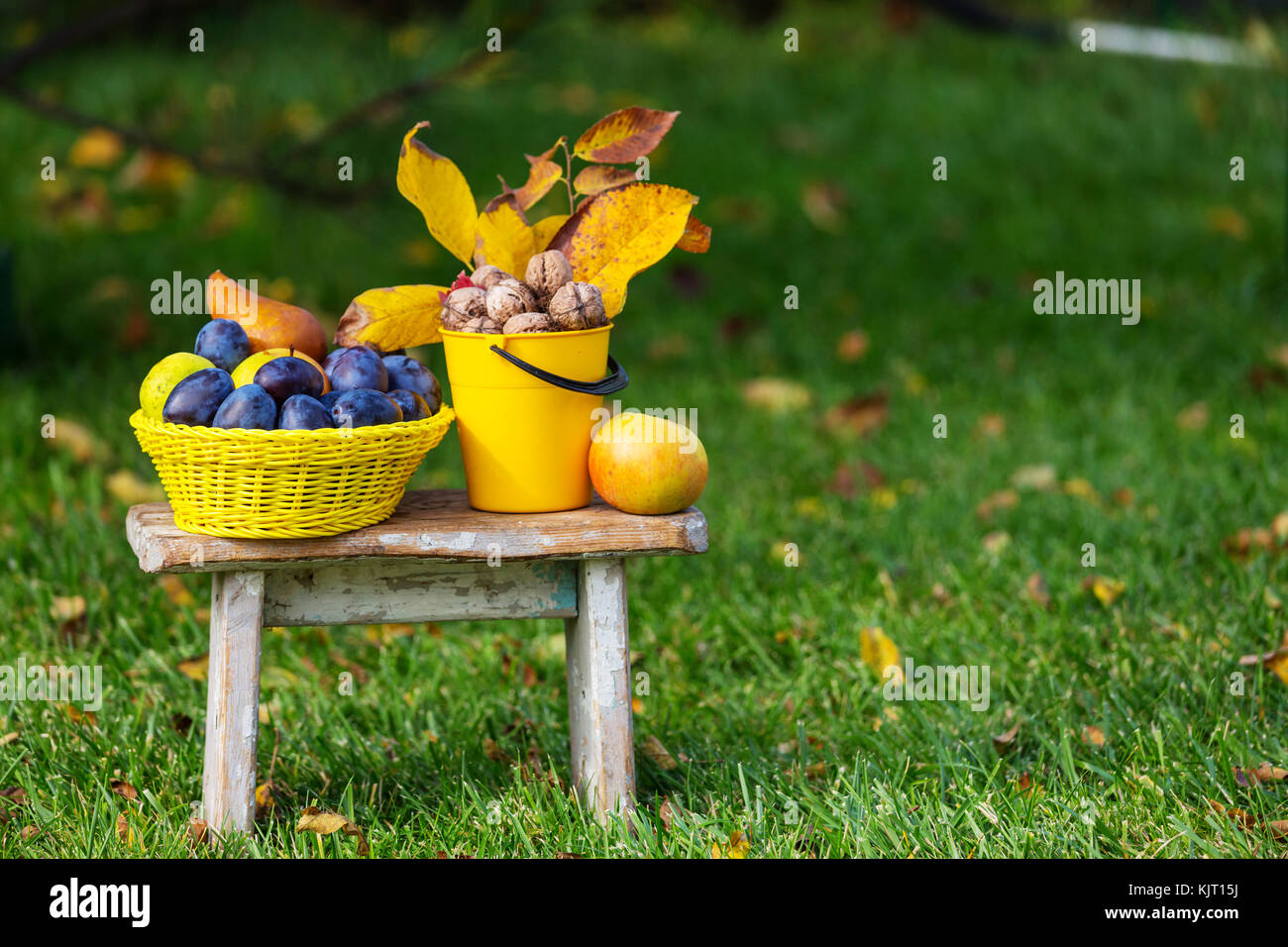 Fall season scene with crop of fruits and walnuts in the garden. Beauty ...