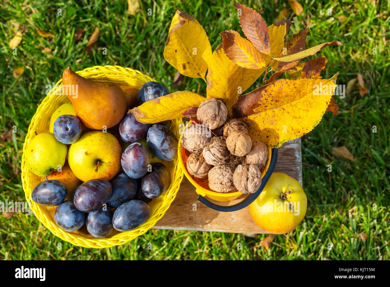 Fall season scene with crop of fruits and walnuts in the garden. Beauty ...
