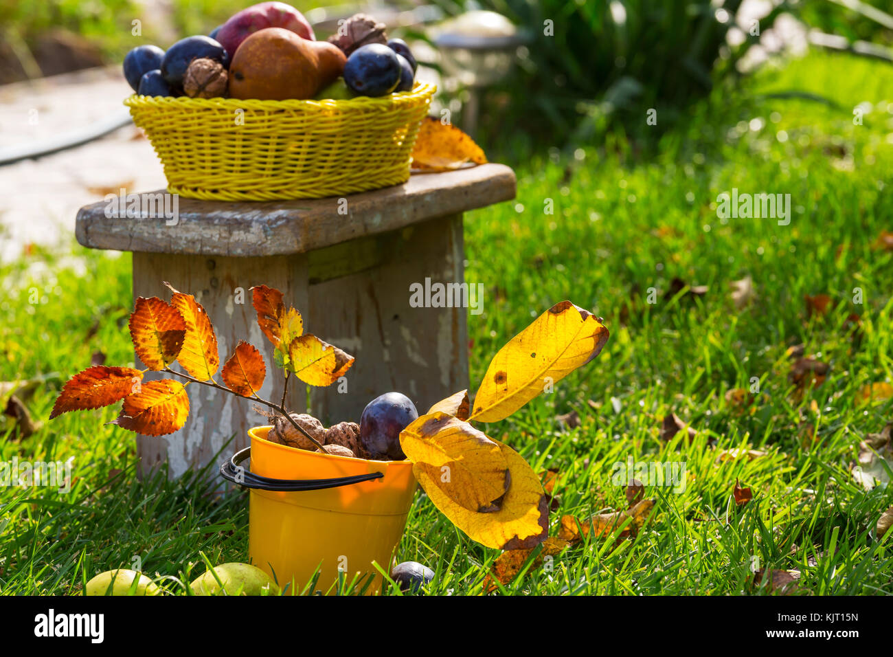 Fall season scene with crop of fruits and walnuts in the garden. Beauty ...