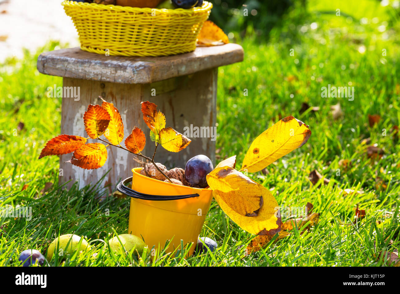 Fall season scene with crop of fruits and walnuts in the garden. Beauty ...