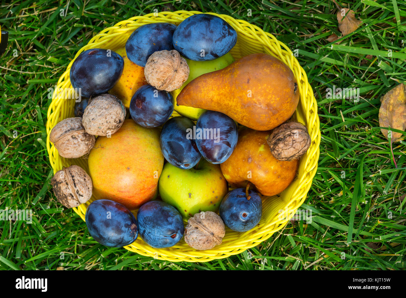 Fall season scene with crop of fruits and walnuts in the garden. Beauty ...