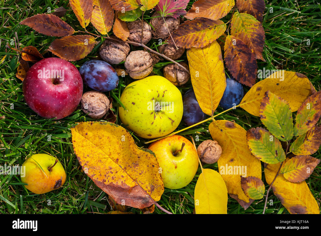 Fall season scene with crop of fruits and walnuts in the garden. Beauty ...