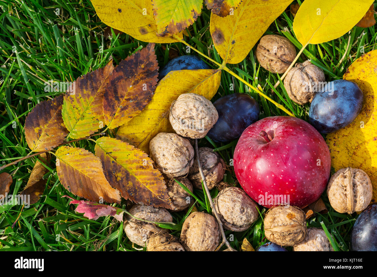 Fall season scene with crop of fruits and walnuts in the garden. Beauty ...
