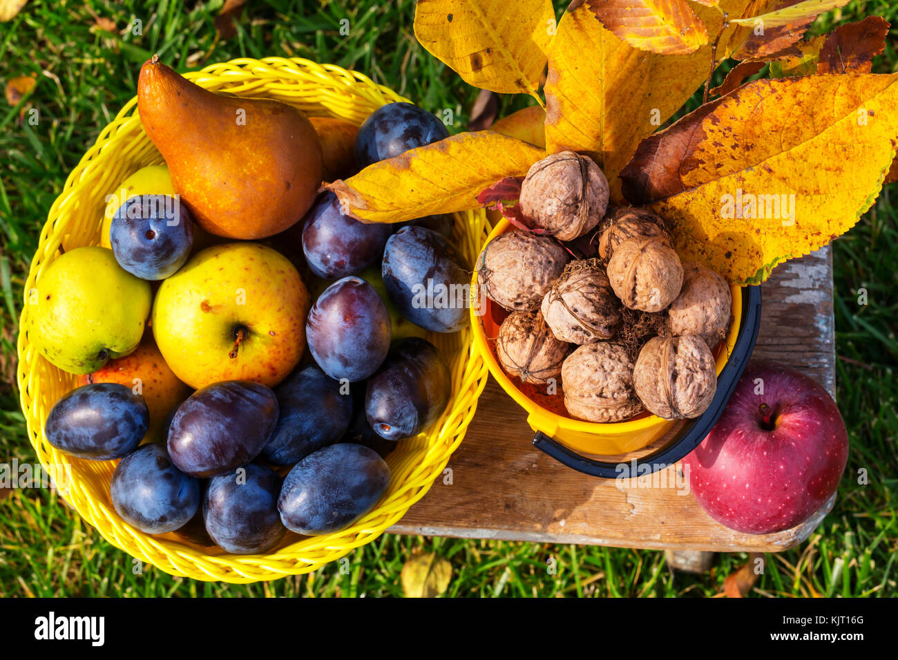 Fall season scene with crop of fruits and walnuts in the garden. Beauty ...