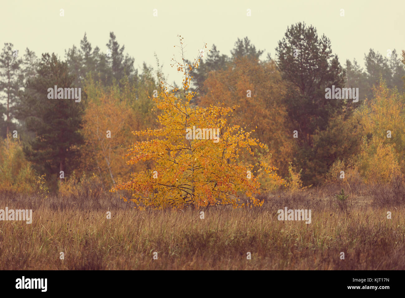 Autumn scene in yellow tones Stock Photo - Alamy