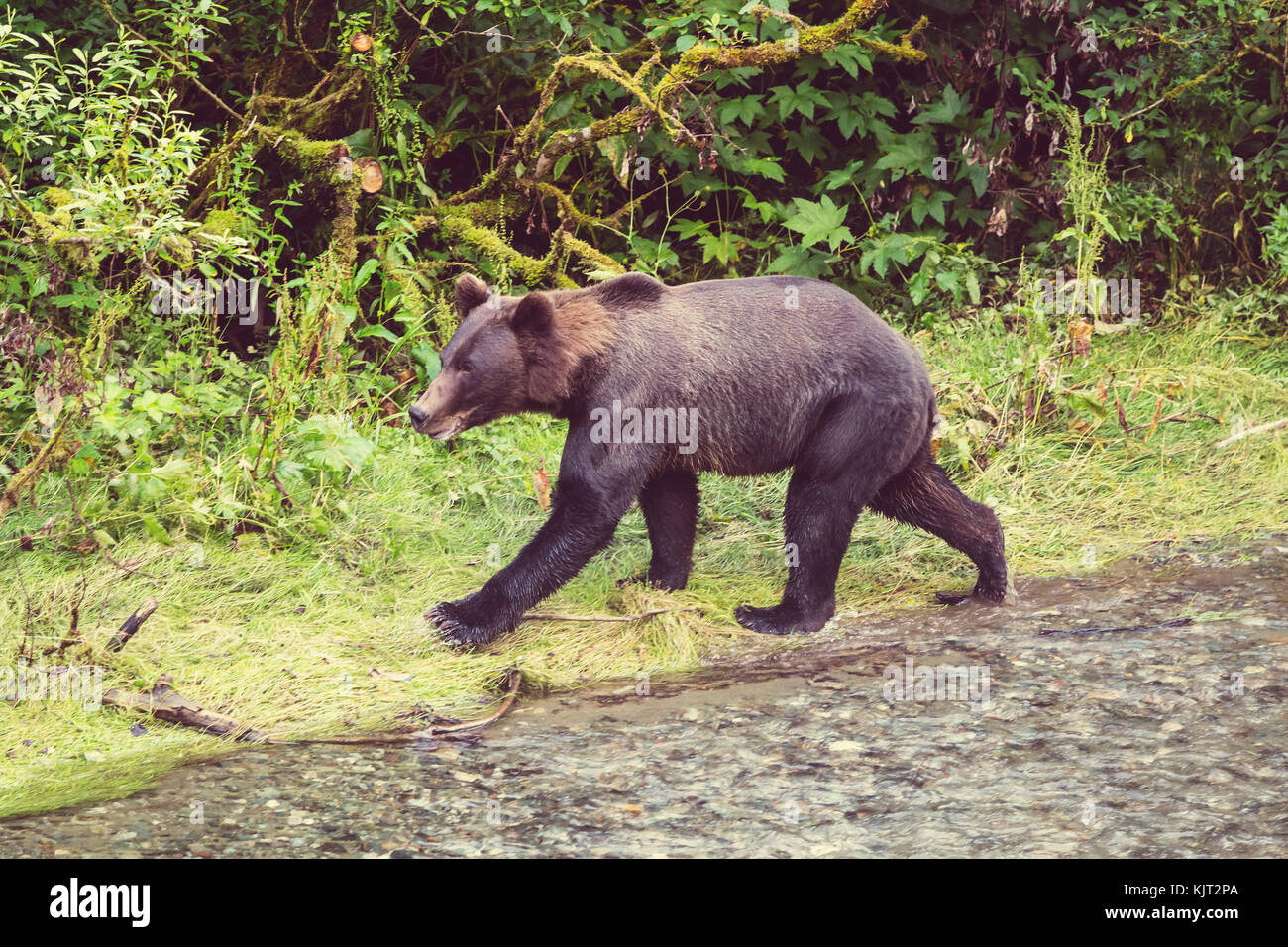 Black bear in the forest Stock Photo - Alamy