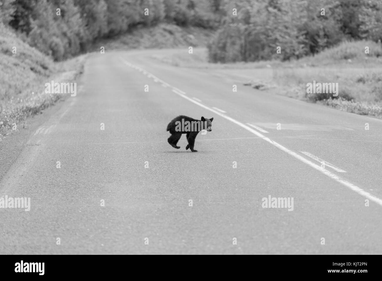 Cute forest bear wild Black and White Stock Photos & Images - Alamy