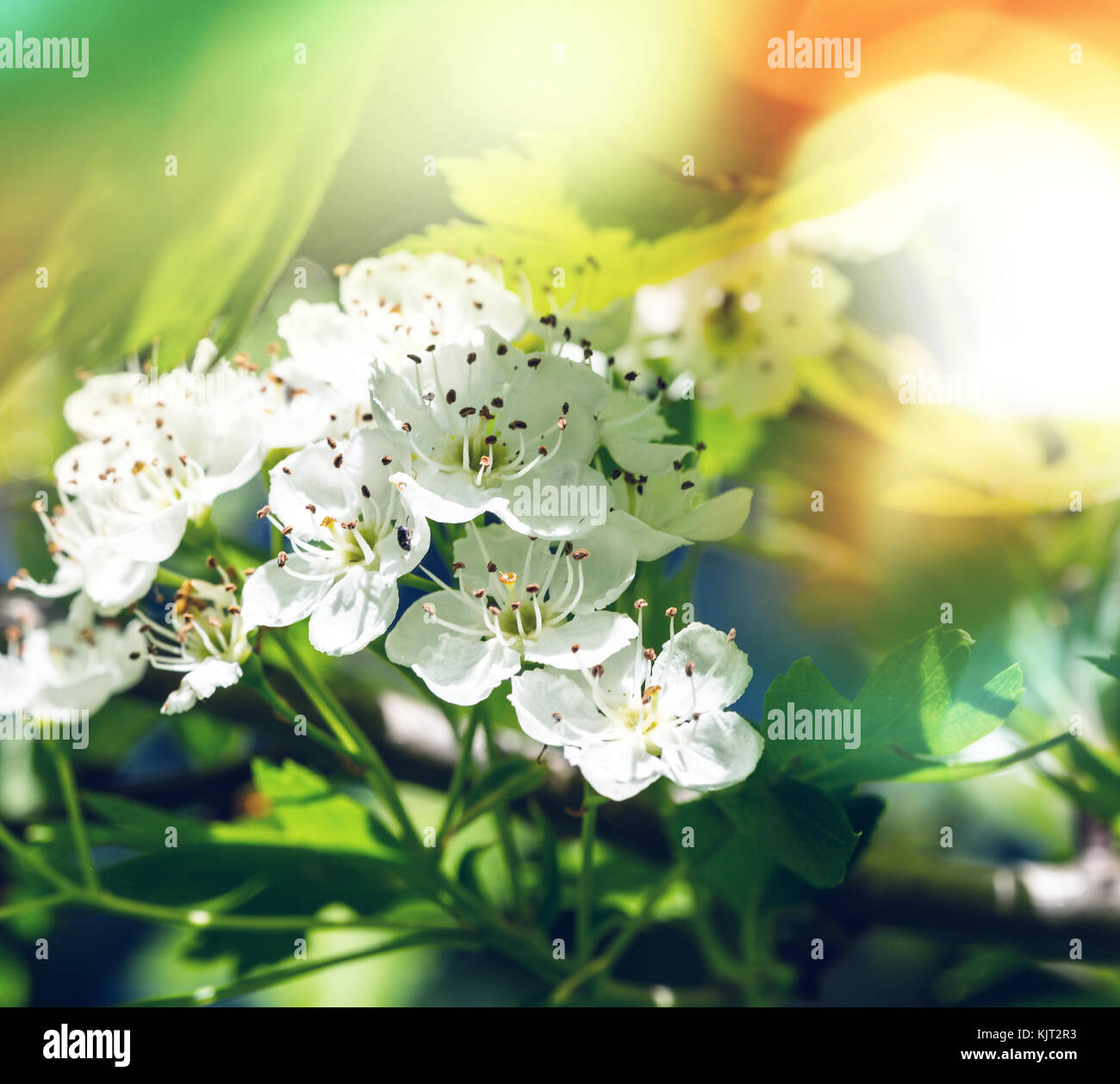 Flowers of the cherry blossoms on a spring garden Stock Photo - Alamy