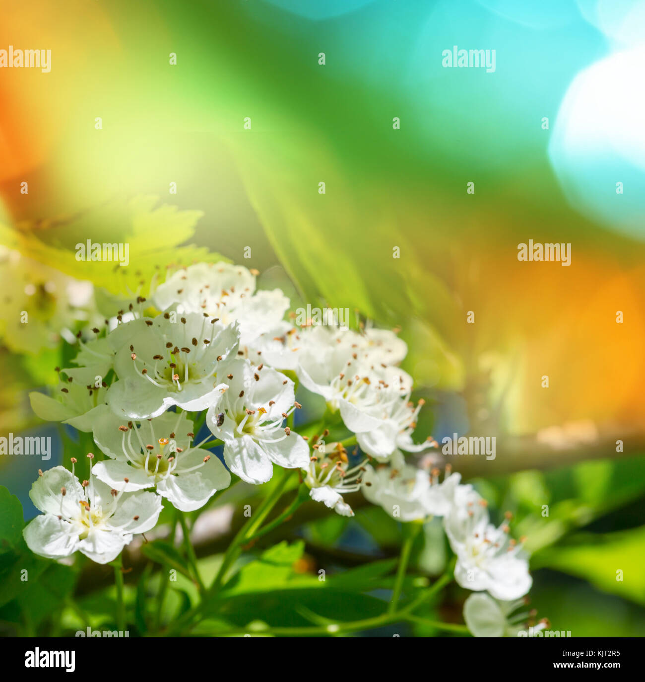 Flowers of the cherry blossoms on a spring garden Stock Photo - Alamy