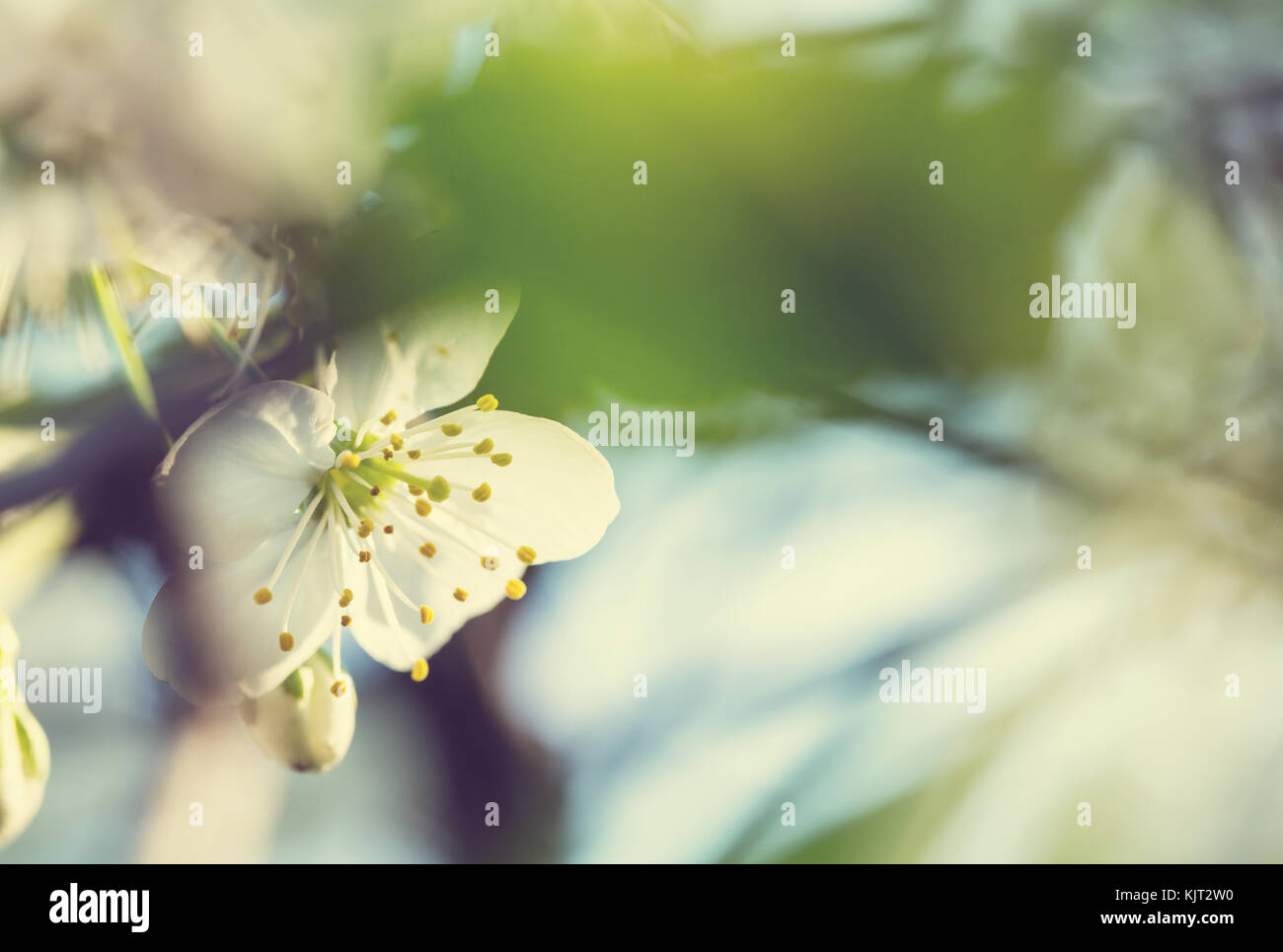 Flowers of the cherry blossoming in the spring garden Stock Photo - Alamy