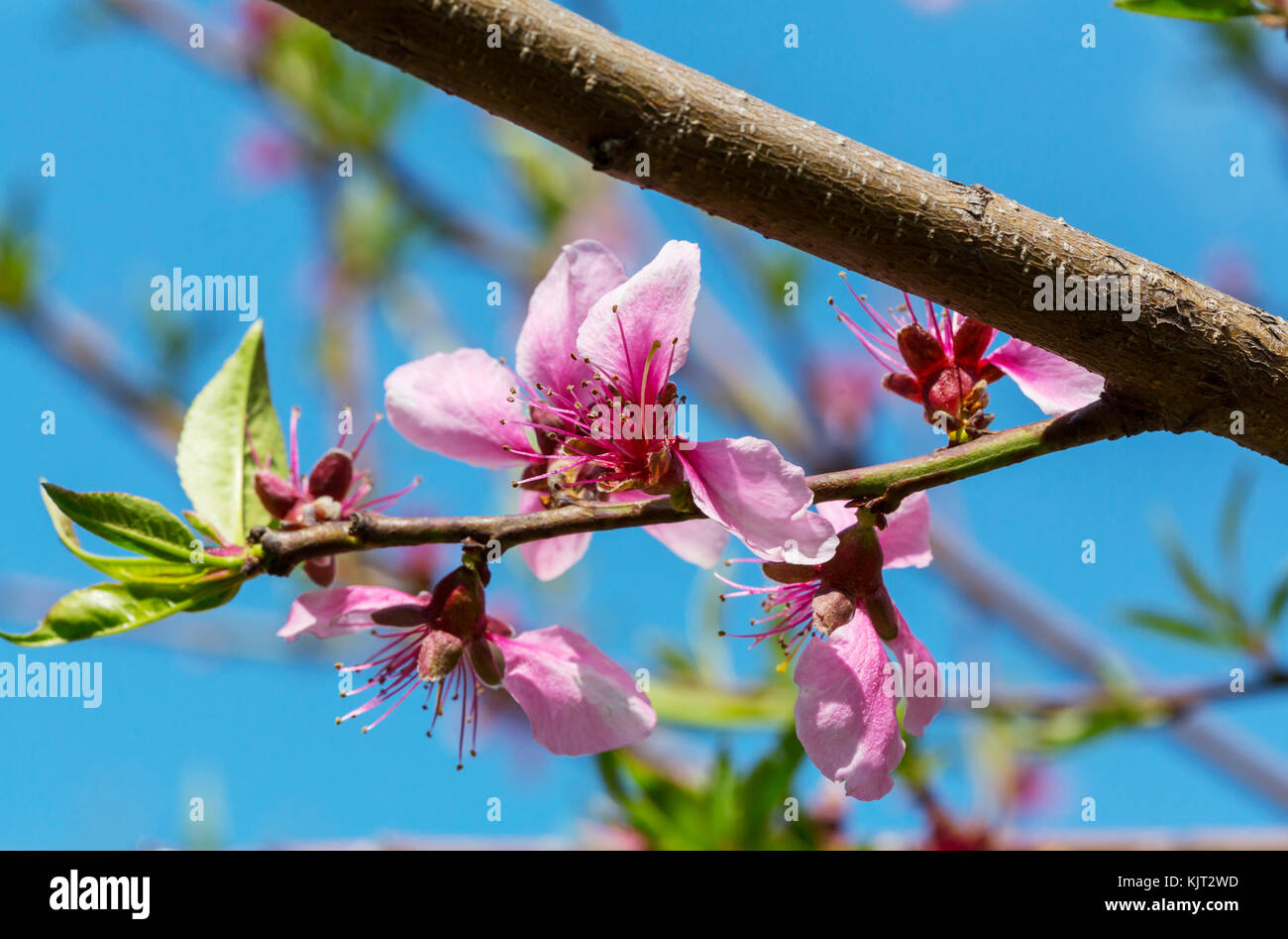 Flowers of the cherry blossoming in the spring garden Stock Photo - Alamy