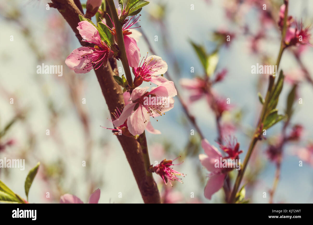 Flowers of the cherry blossoming in the spring garden Stock Photo - Alamy