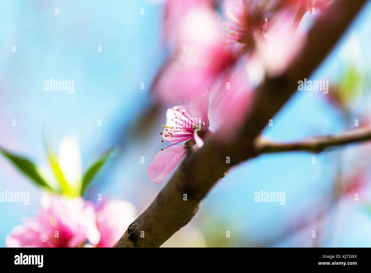 Flowers of the cherry blossoming in the spring garden Stock Photo - Alamy