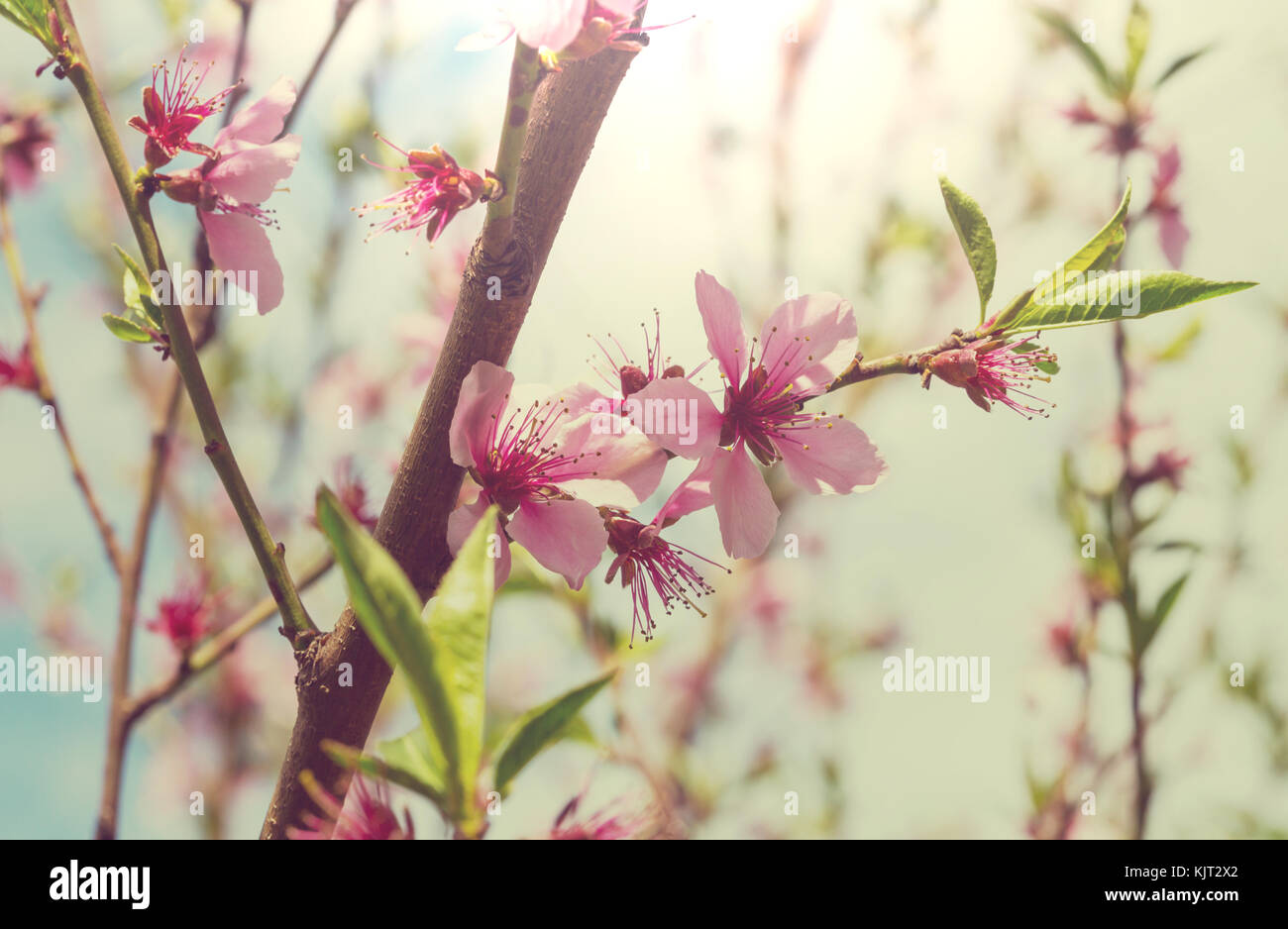 Flowers of the cherry blossoming in the spring garden Stock Photo - Alamy