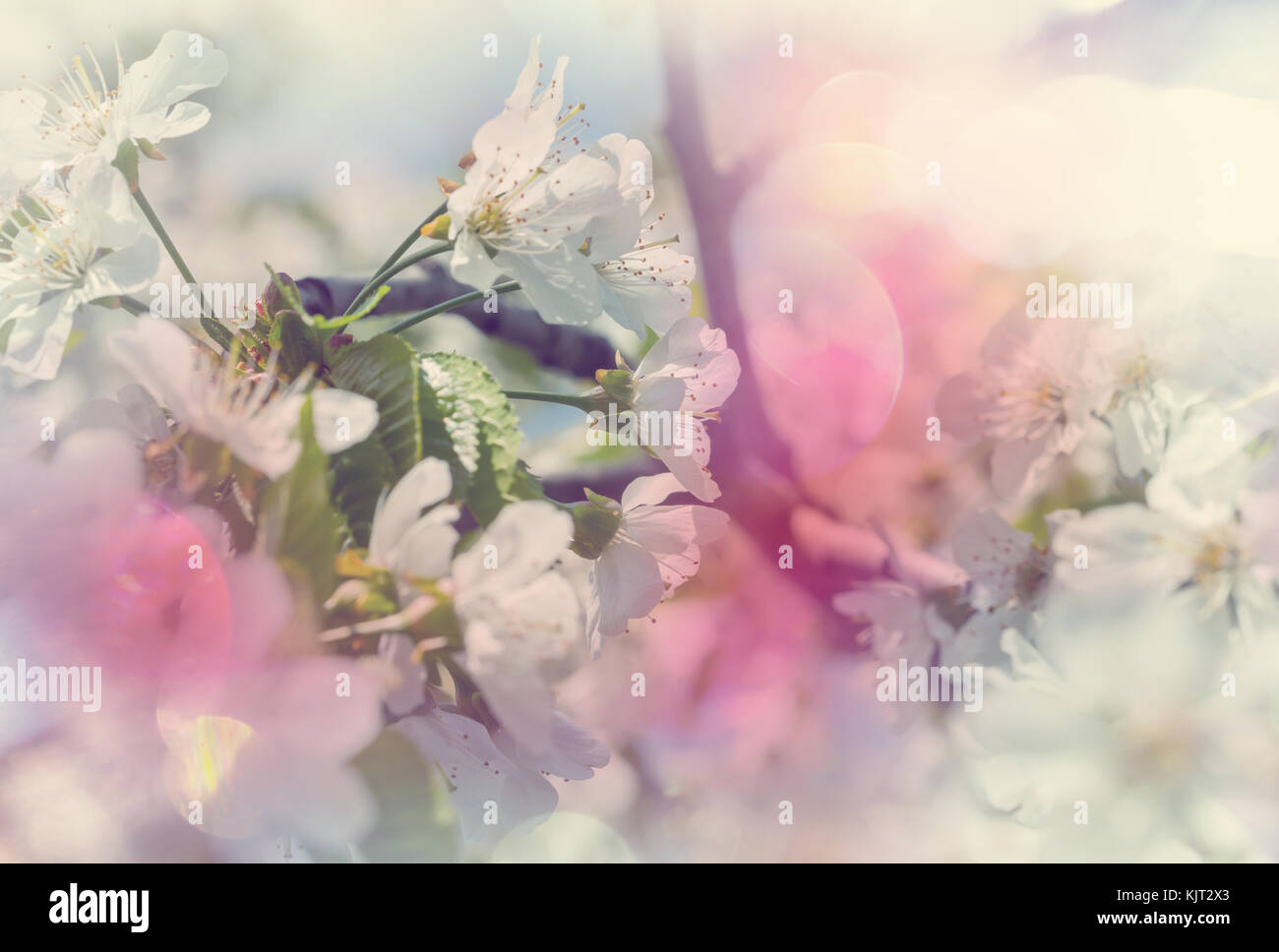 Flowers of the cherry blossoming in the spring garden Stock Photo - Alamy