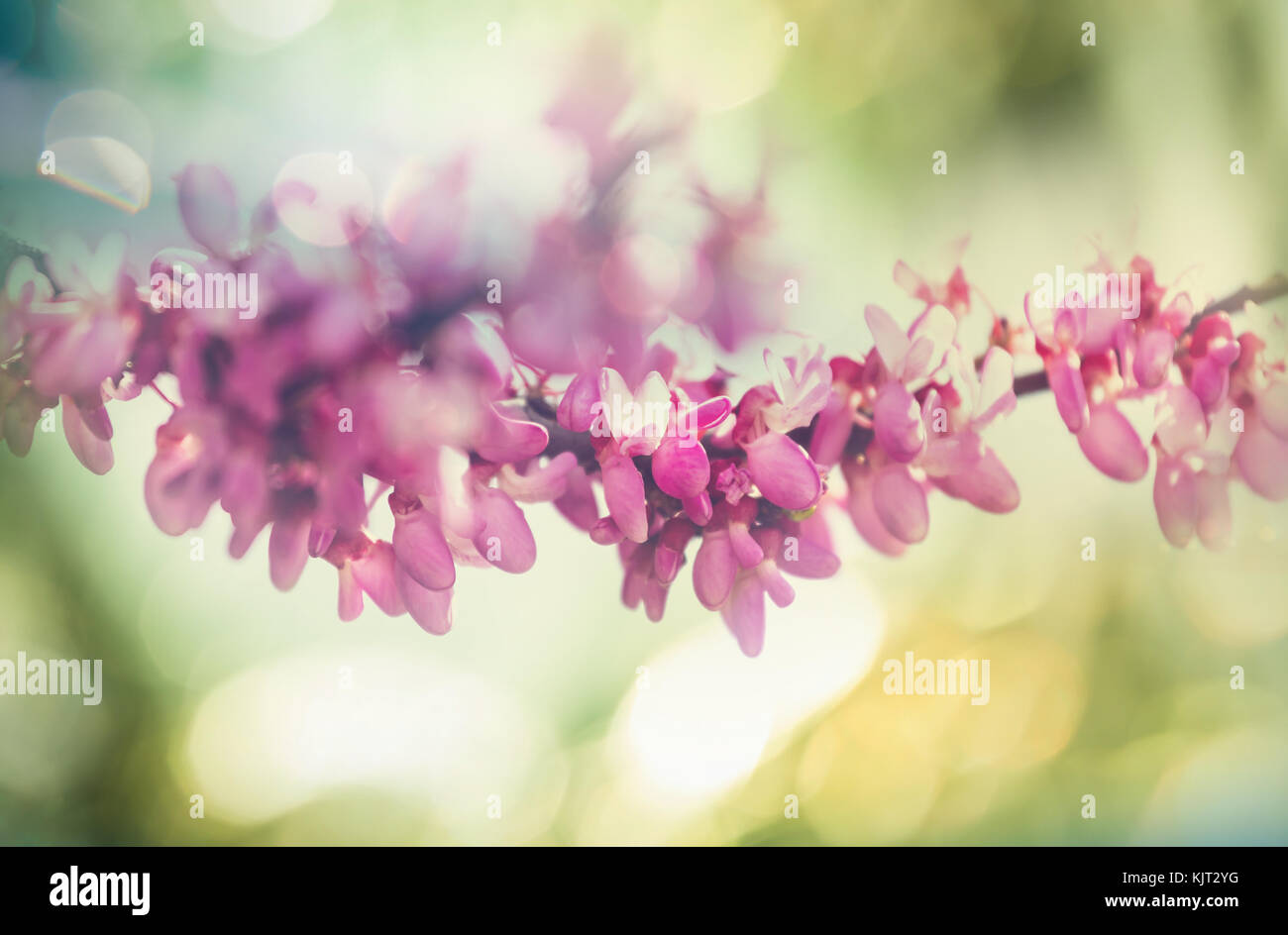 Redbud tree pink flowers, spring background Stock Photo - Alamy