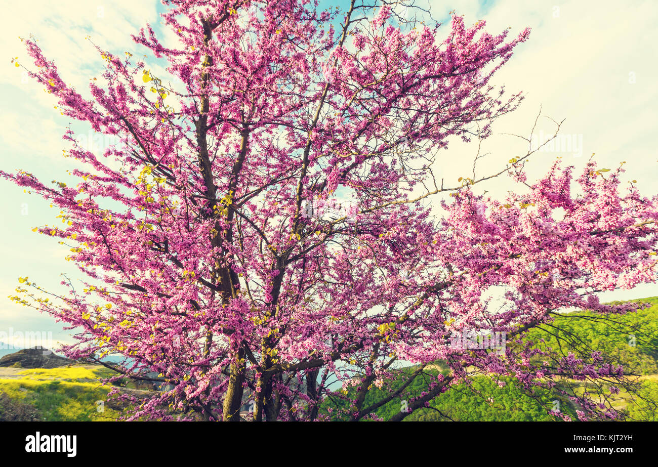 Redbud tree pink flowers, spring background Stock Photo - Alamy