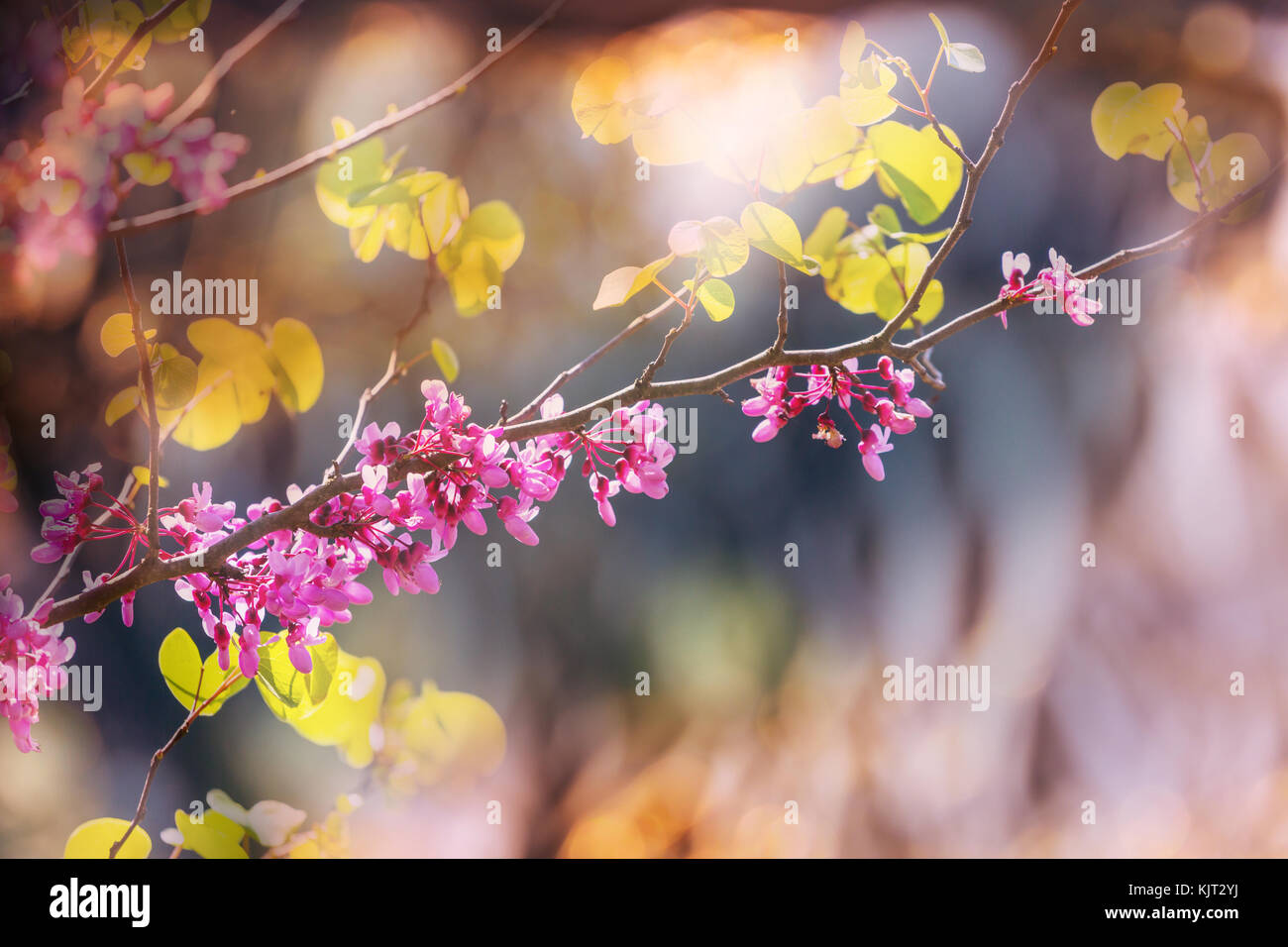 Redbud tree pink flowers, spring background Stock Photo - Alamy