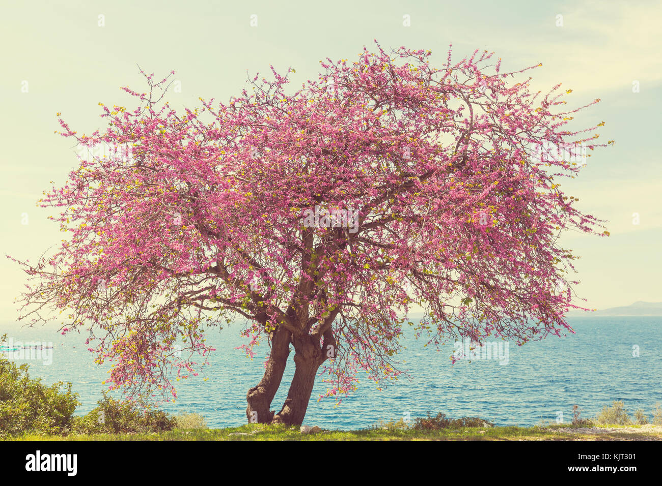 Redbud tree pink flowers, spring background Stock Photo - Alamy