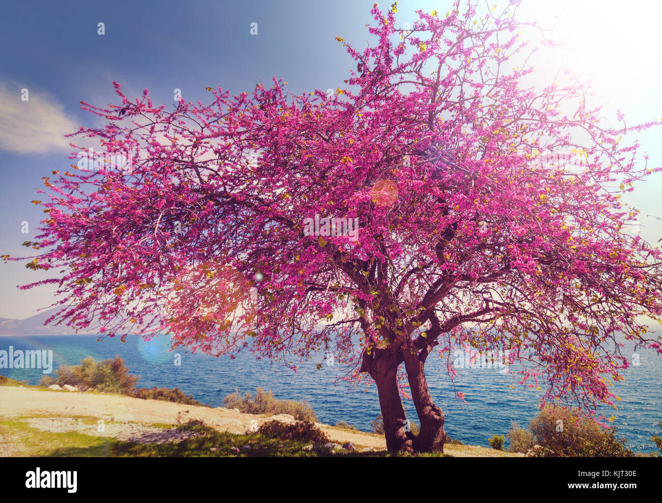 Blossoming tree in the Spring Stock Photo - Alamy