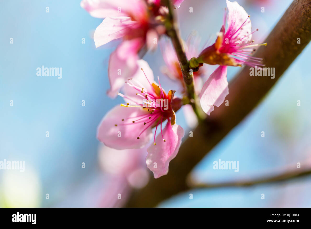 Blossoming tree in the Spring Stock Photo - Alamy