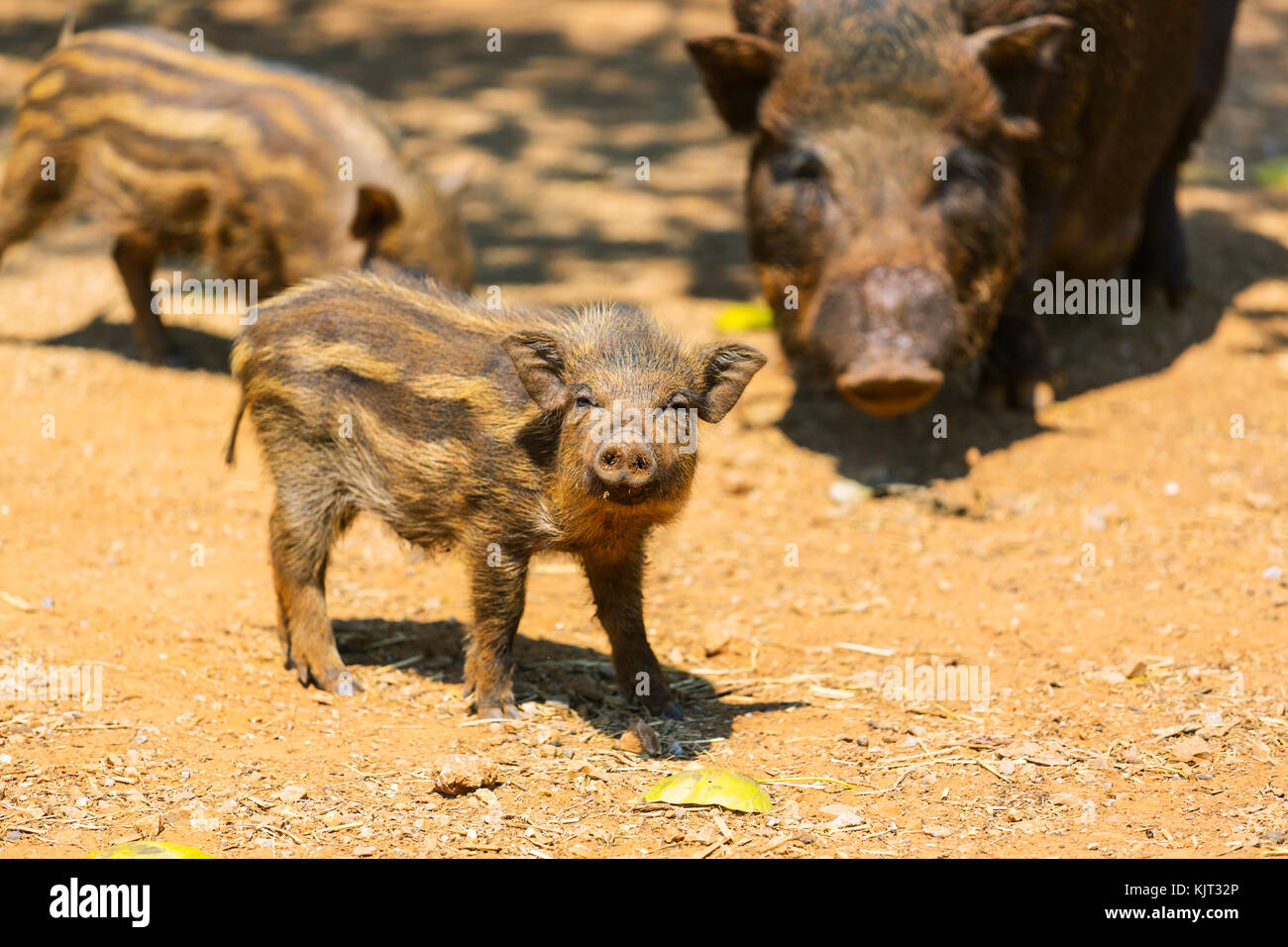 Moss piglet hi-res stock photography and images - Alamy