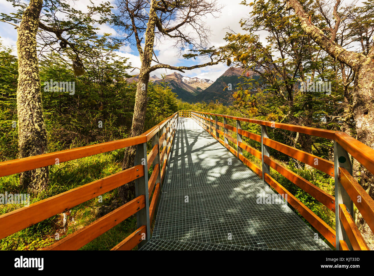 Wooden boardwalk in the forest Stock Photo - Alamy