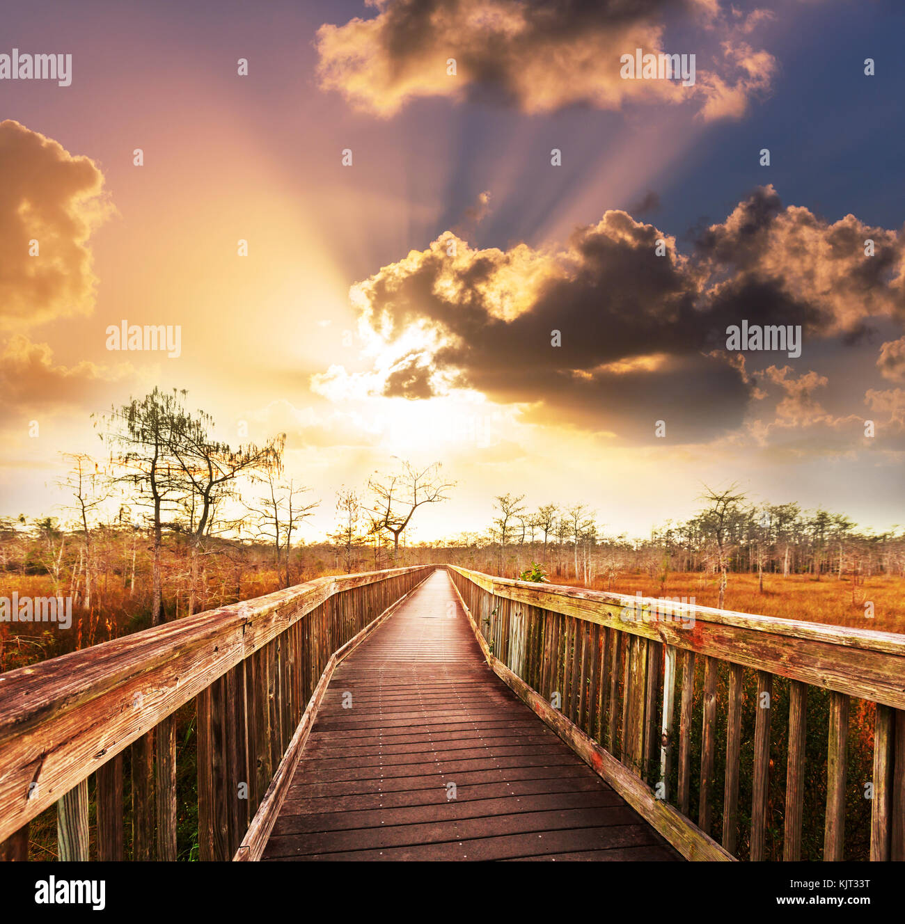Boardwalk in swamp Stock Photo - Alamy