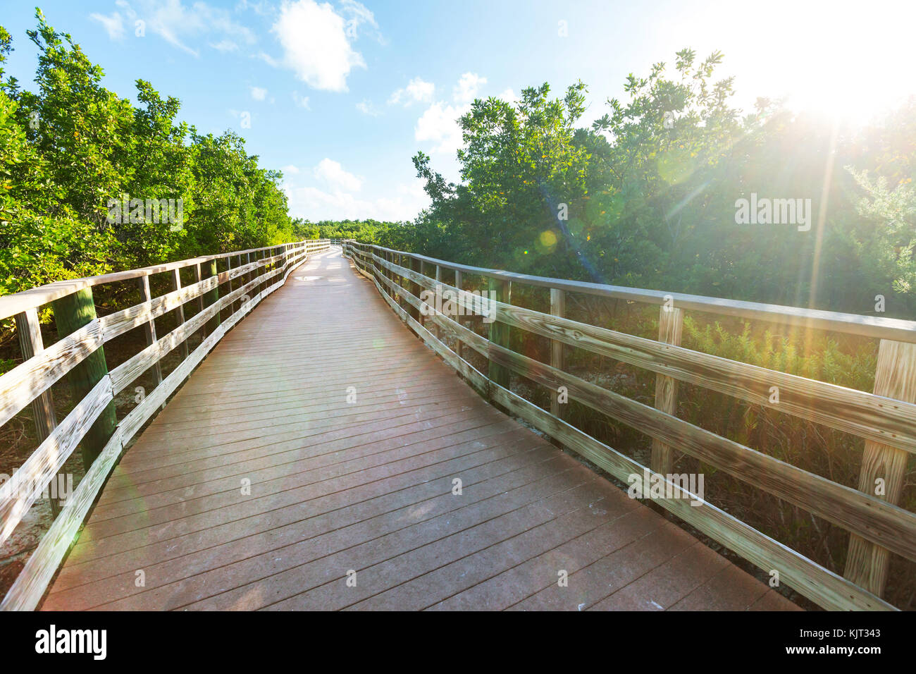 Boardwalk in swamp Stock Photo - Alamy