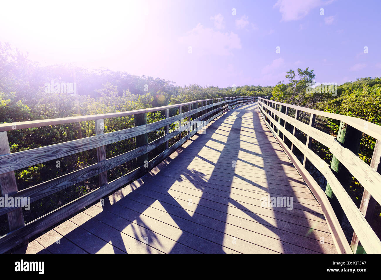 Boardwalk in swamp Stock Photo - Alamy