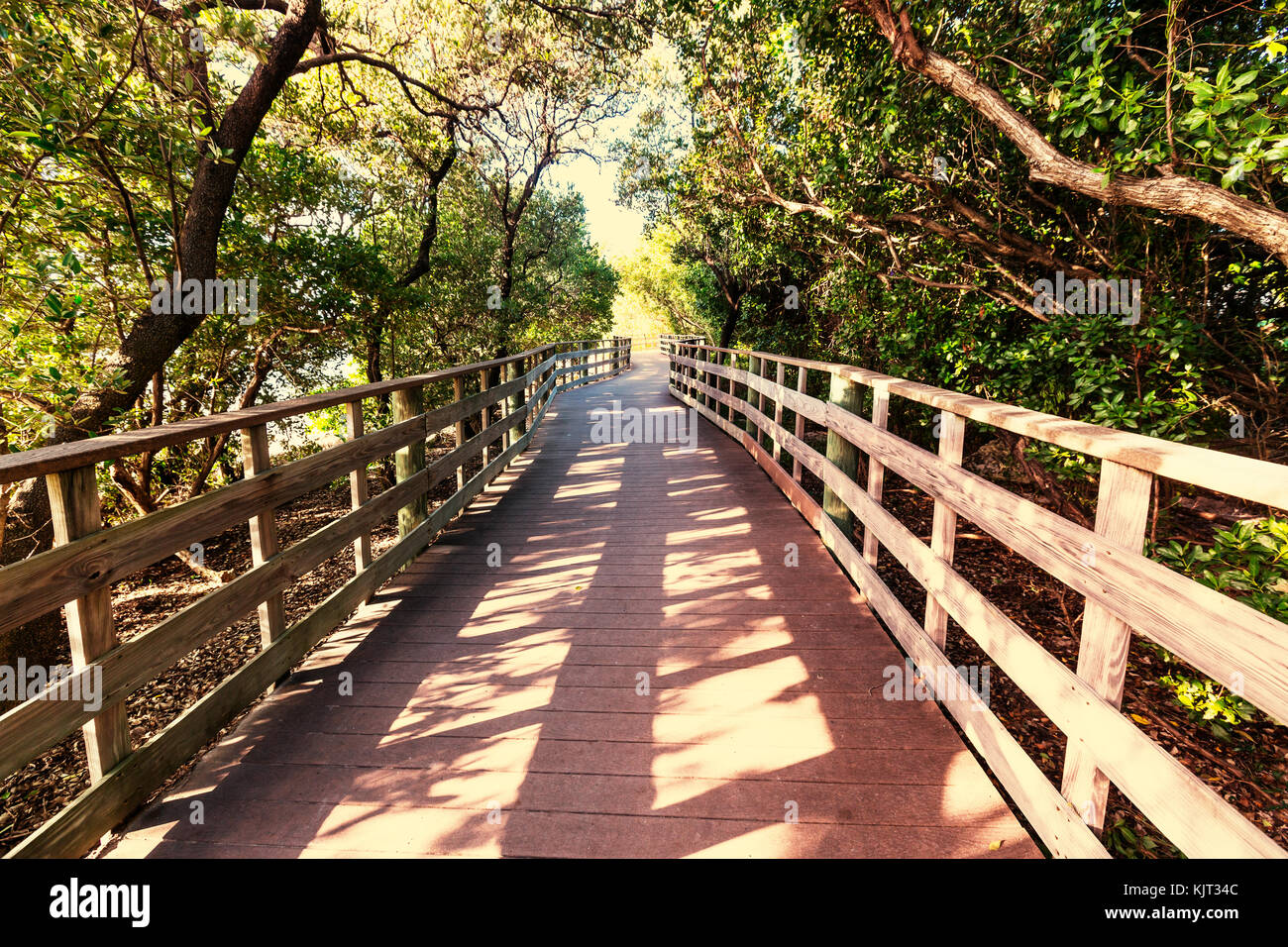 Boardwalk in swamp Stock Photo - Alamy