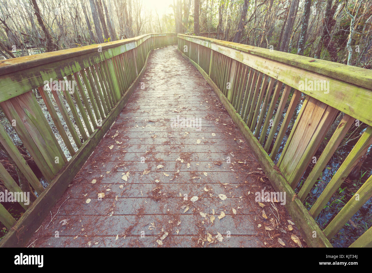 Boardwalk in swamp Stock Photo - Alamy