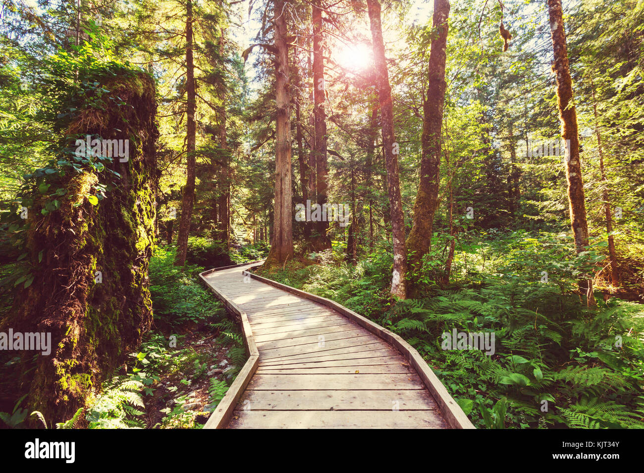 Wooden boardwalk in the forest Stock Photo - Alamy