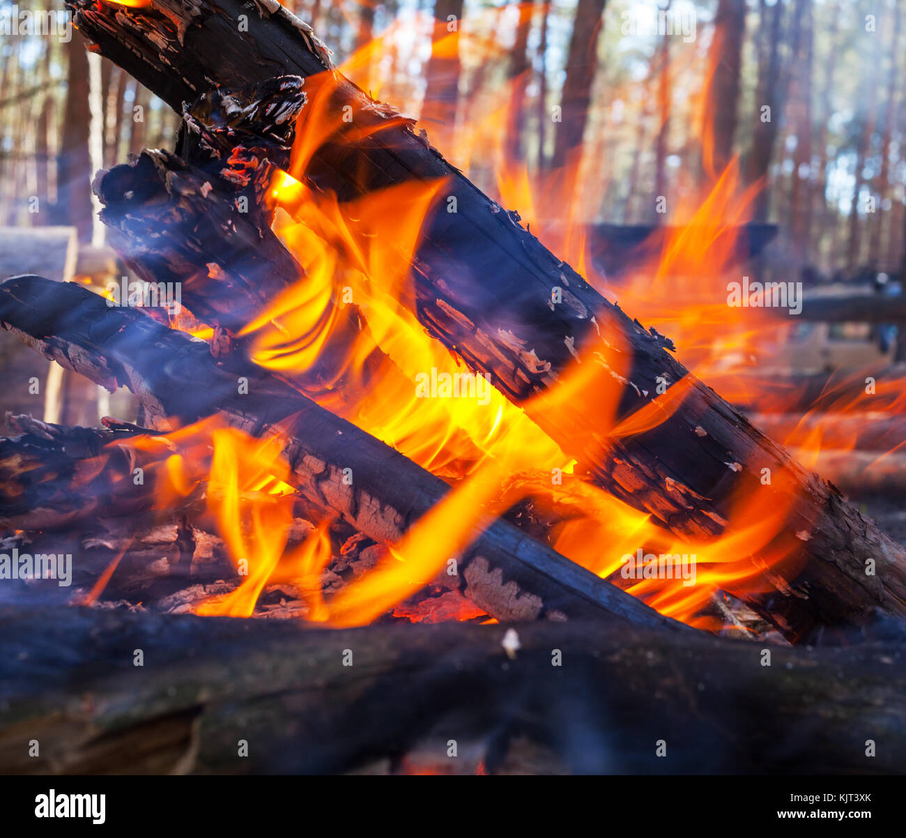 Bonfire in the forest Stock Photo - Alamy
