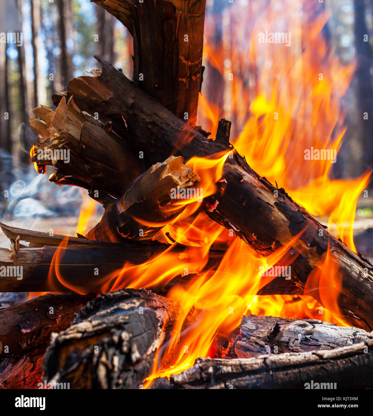 Bonfire in the forest Stock Photo - Alamy