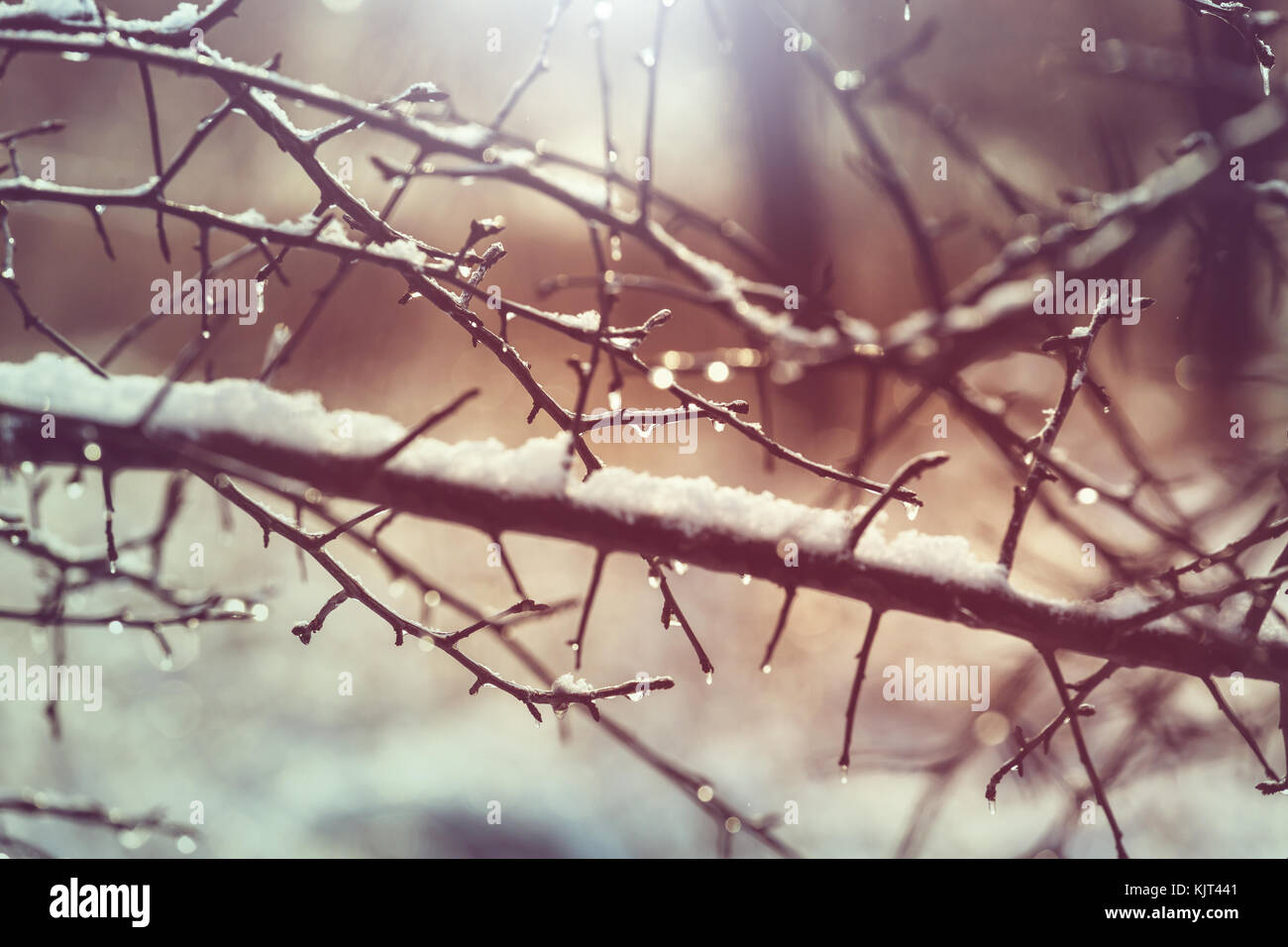 spring tree branch with rain drops Stock Photo - Alamy