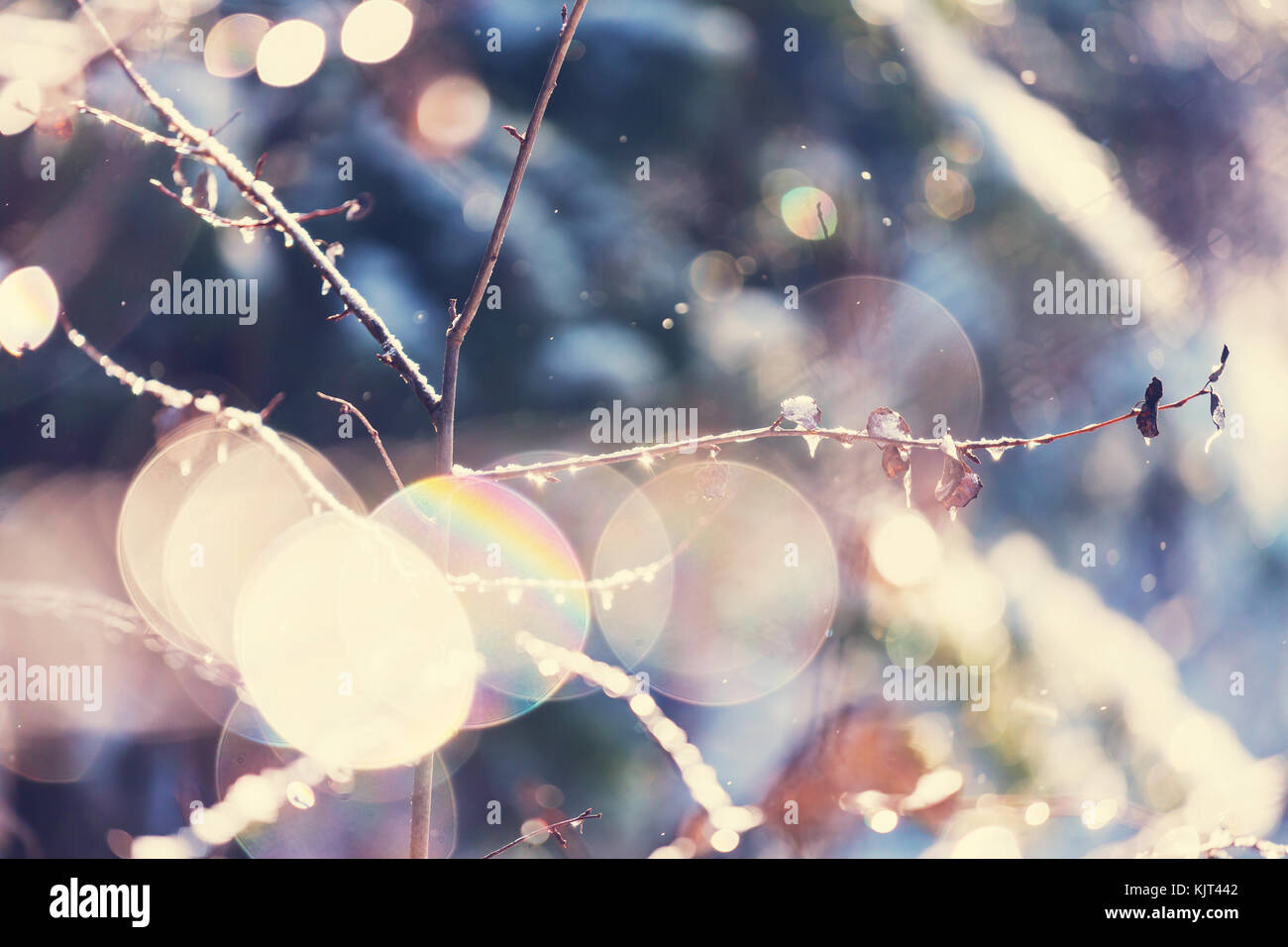spring tree branch with rain drops Stock Photo - Alamy