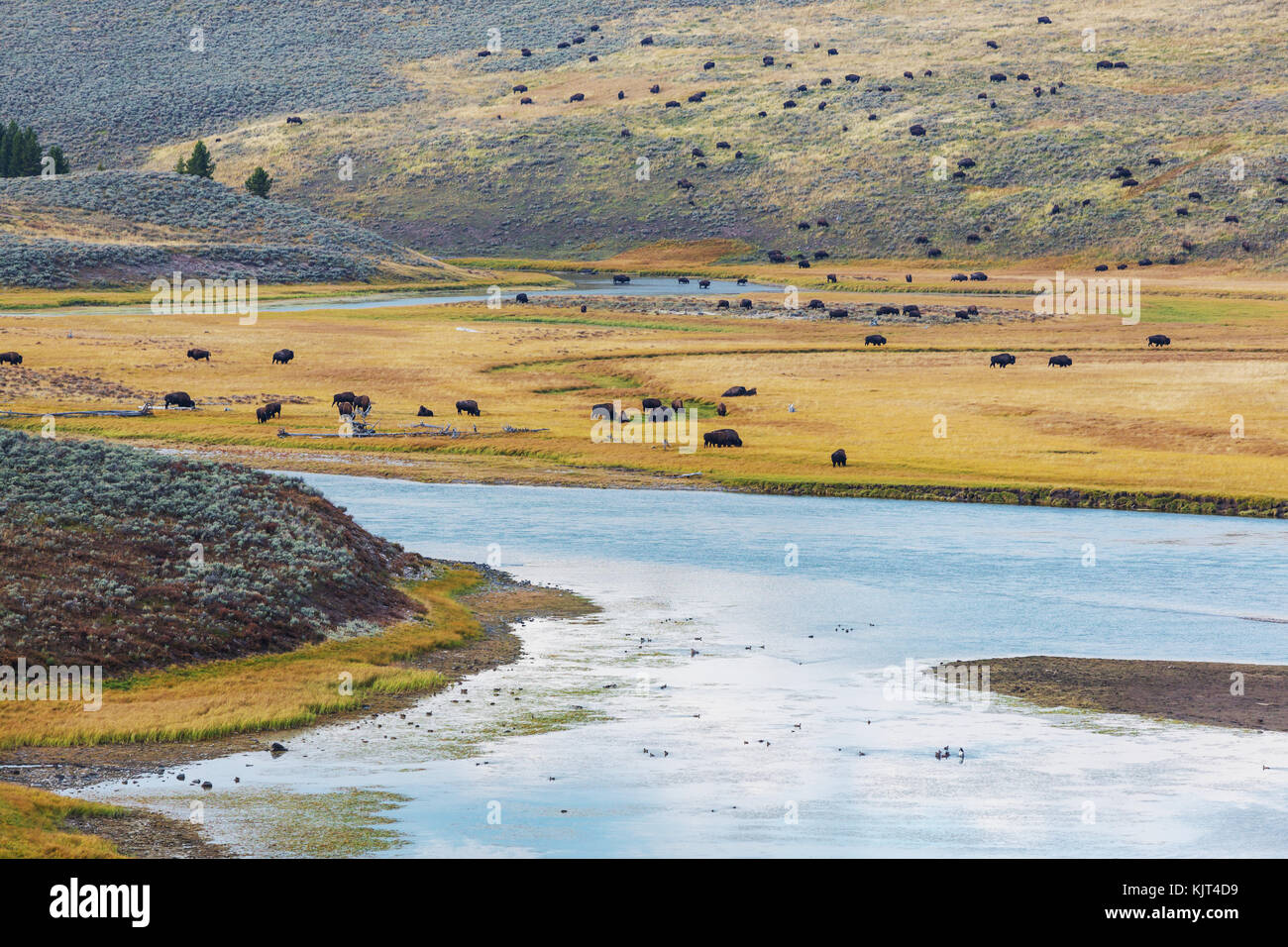Buffalo in Yellowstone NP, USA Stock Photo - Alamy