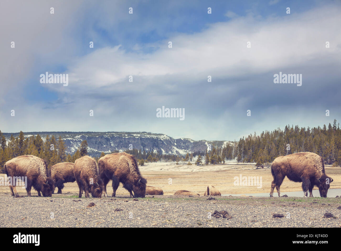 Buffalo in Yellowstone NP, USA Stock Photo - Alamy