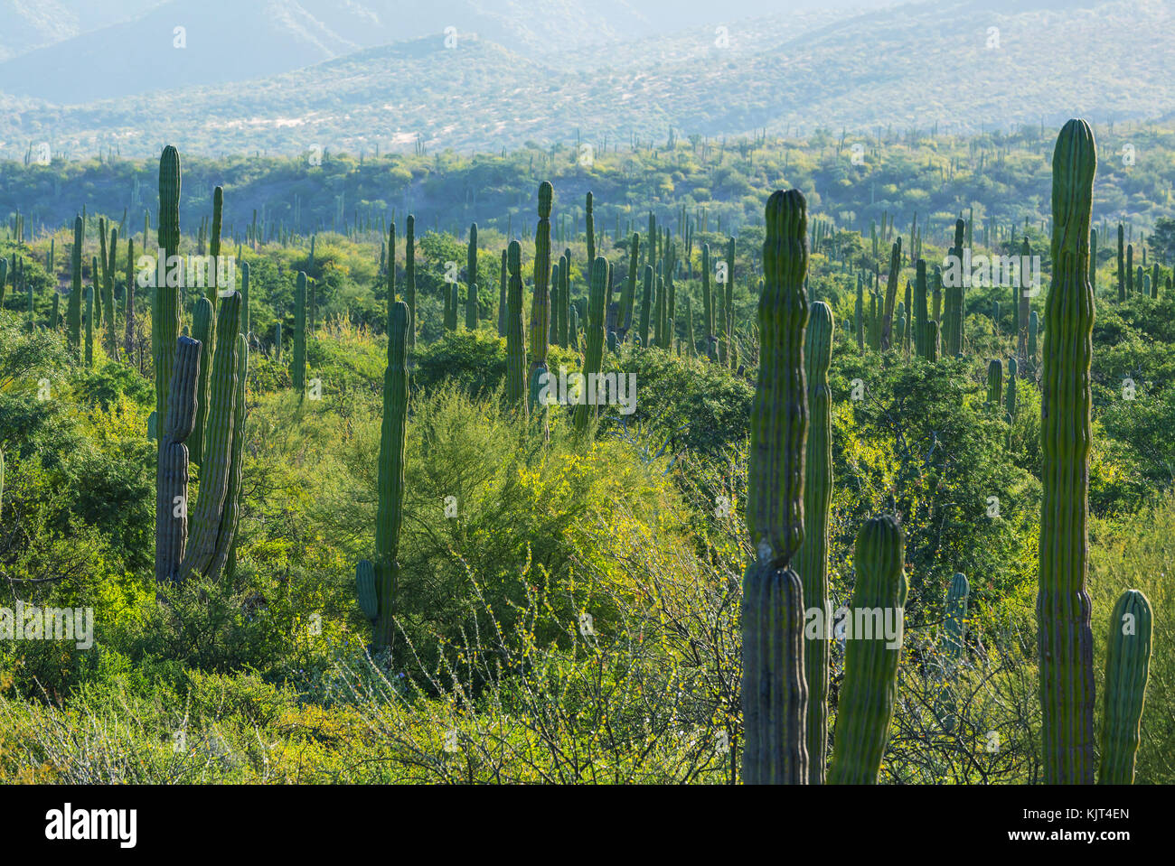 Cactus fields in Mexico,Baja California Stock Photo - Alamy