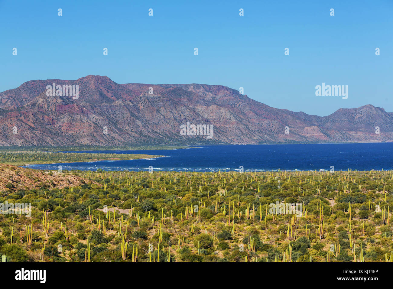 Cactus fields in Mexico,Baja California Stock Photo - Alamy