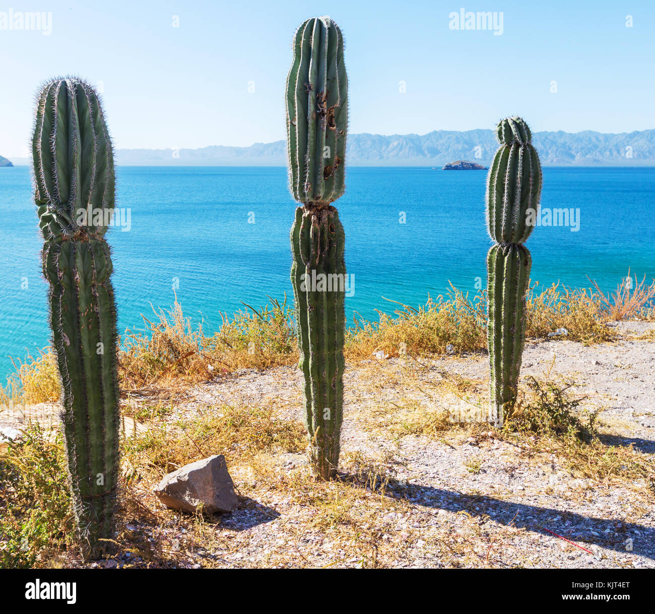 Cactus fields in Mexico,Baja California Stock Photo - Alamy