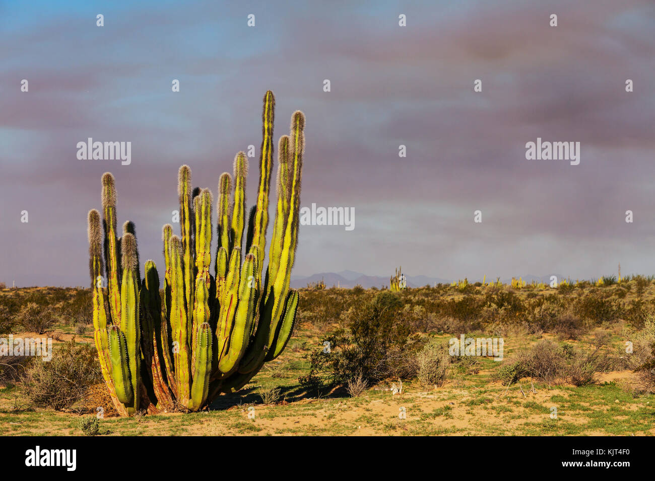 Cactus fields in Mexico,Baja California Stock Photo - Alamy