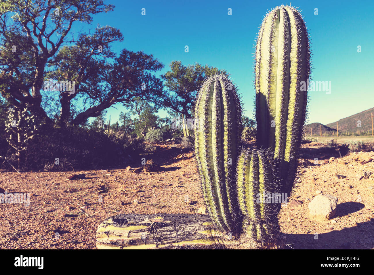 Cactus fields in Mexico,Baja California Stock Photo - Alamy