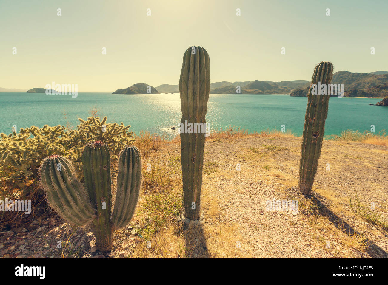 Cactus fields in Mexico,Baja California Stock Photo - Alamy
